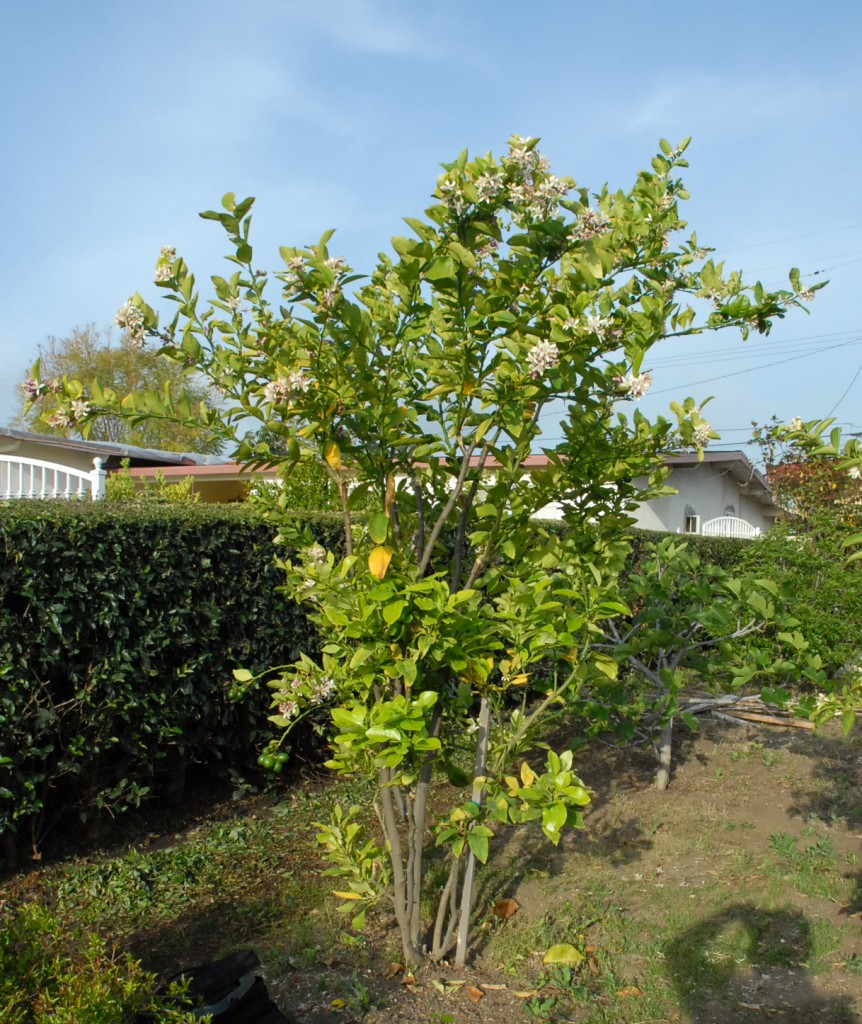 HLB-Infected Citrus Tree Removed from Hacienda Heights Yard – CDFA's ...