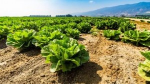 CDFA grant for lettuce-growing study using less nitrogen – from Western ...