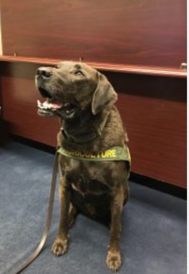 Dozer the Detector Dog Promotes Ag Day – CDFA's Planting Seeds BlogCDFA ...