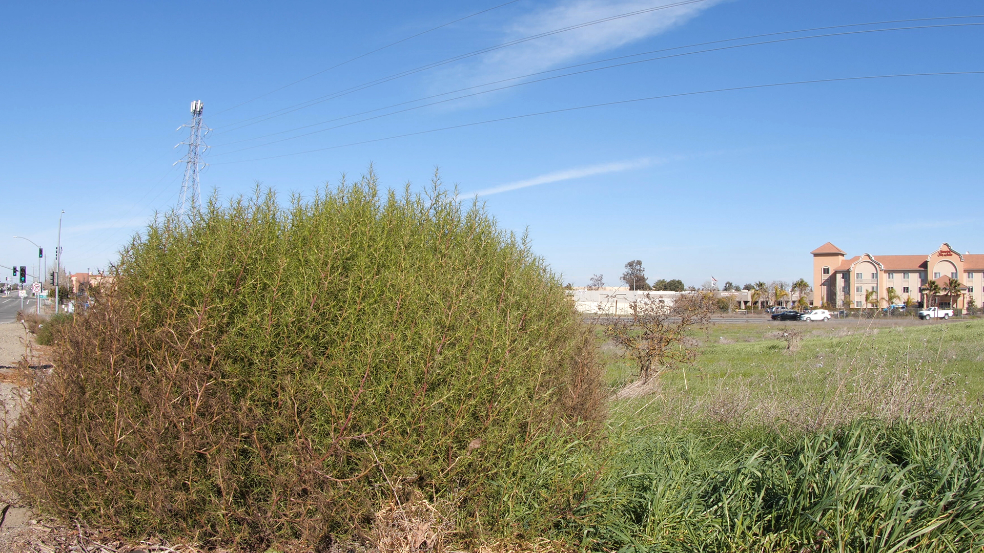 CDFA 'tumbleweed tracker' helps in state efforts to control widespread ...