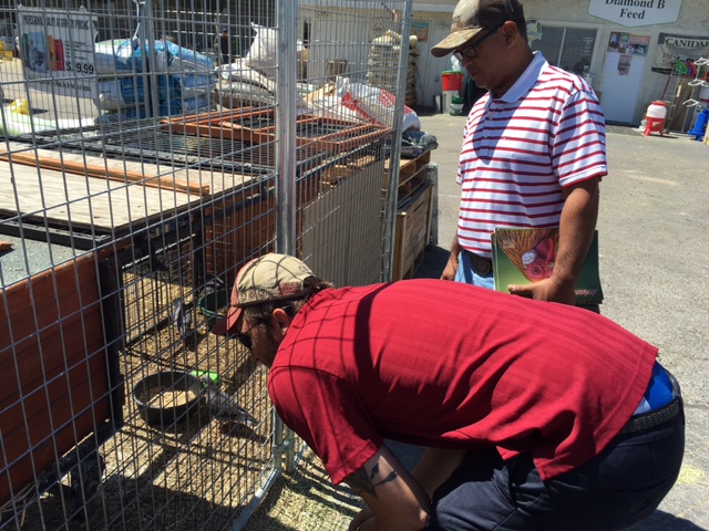 Outreach, surveying and testing for Virulent Newcastle Disease continue ...