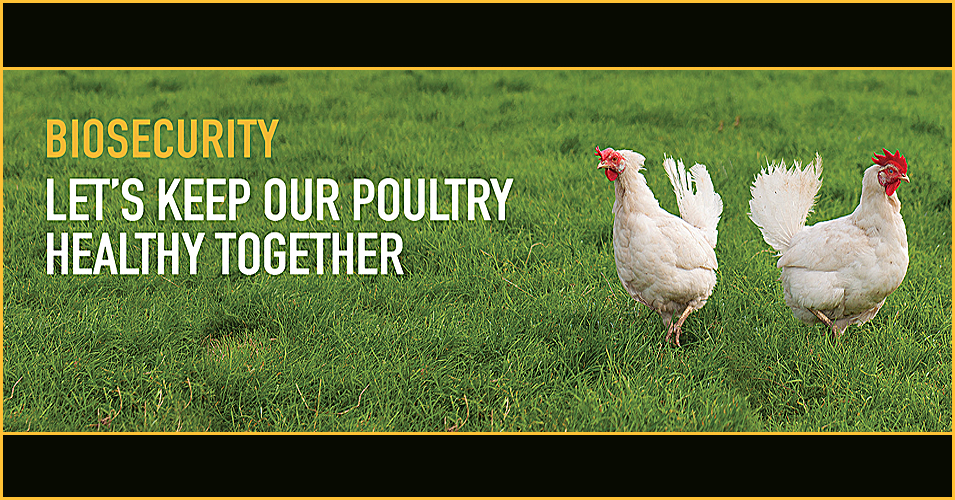 Defend the Flock - a new outreach campaign for bird owners - CDFA's ...