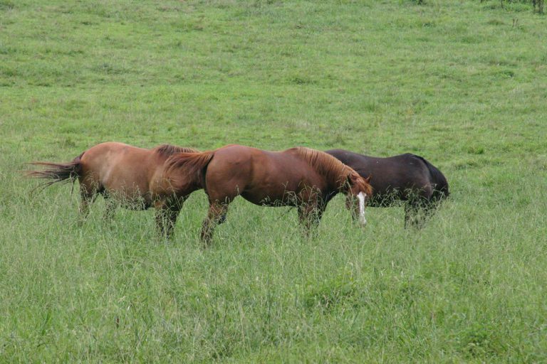 New detections of West Nile Virus in California horses – prevention ...