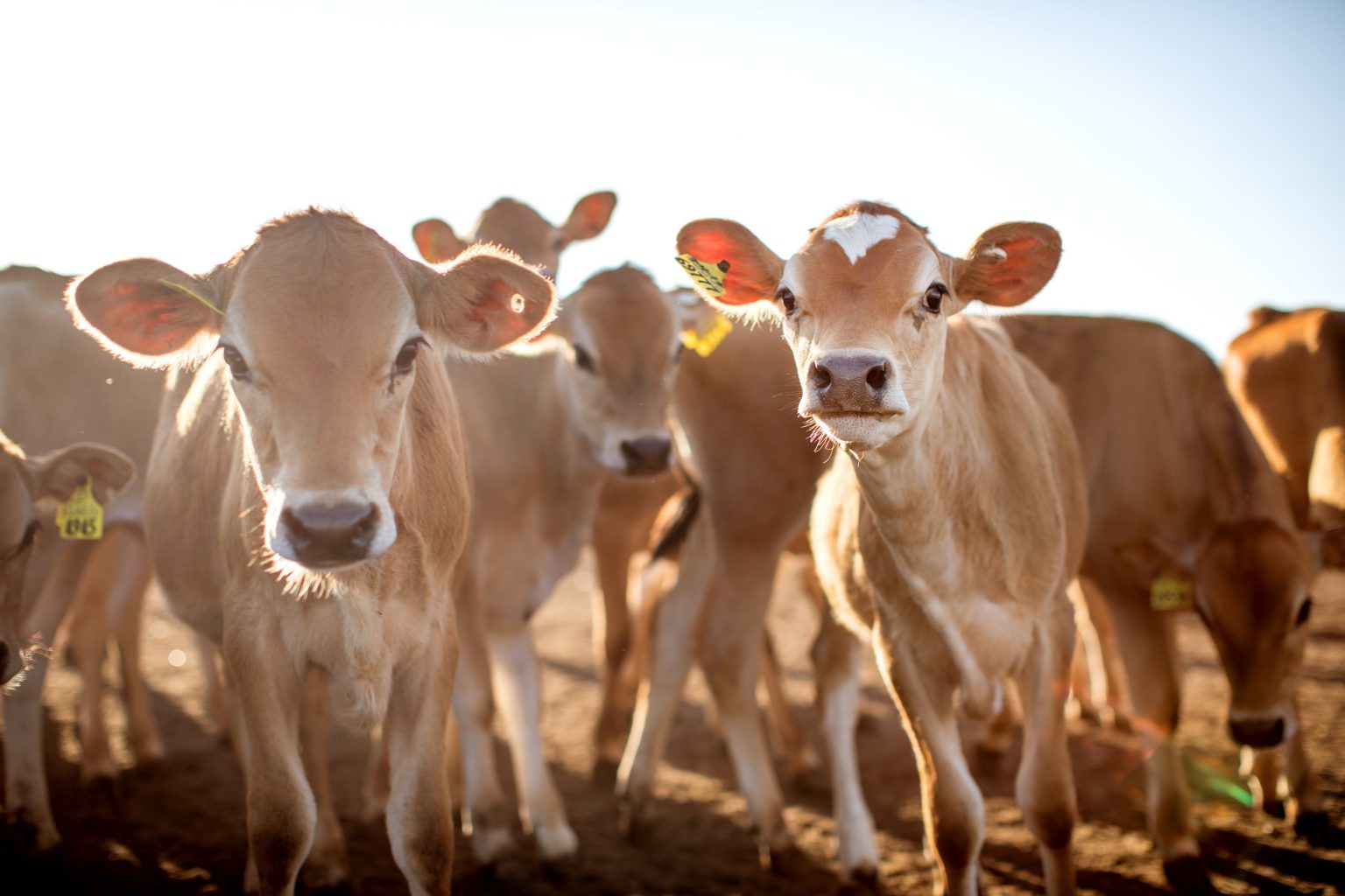 Report — California’s climate-smart dairy practices creating pathway to ...
