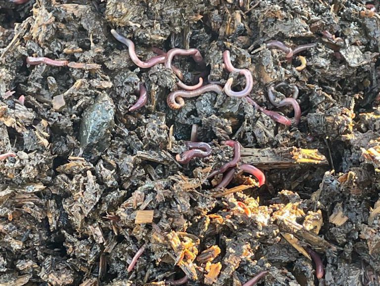 California dairy sector moves toward advanced manure recycling through ...