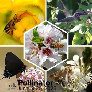 Pollinator Week June 19-25 – CDFA committed to supporting the health of ...