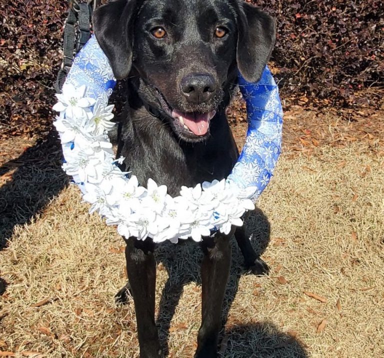 USDA Detector Dogs Help Combat the Fruit Fly Threat in California ...