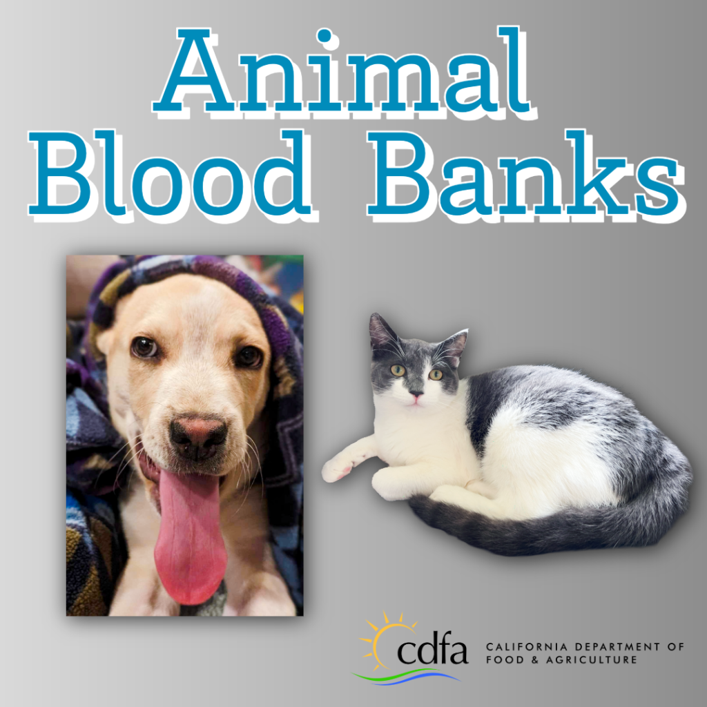 CDFA Animal Blood Bank Program Inspires Guidelines Abroad - CDFA's ...