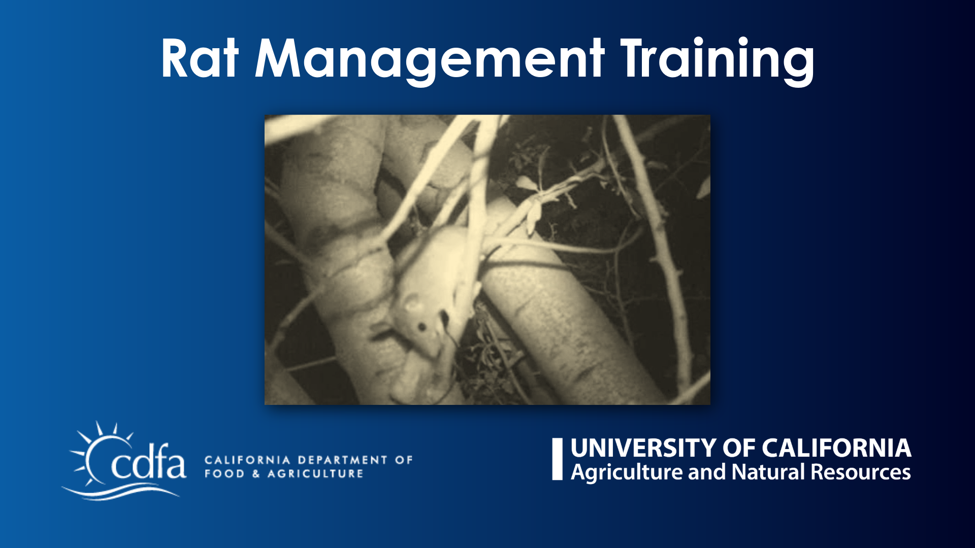Video Series on Roof Rat Damage in Orchards: What Growers Need to Know ...
